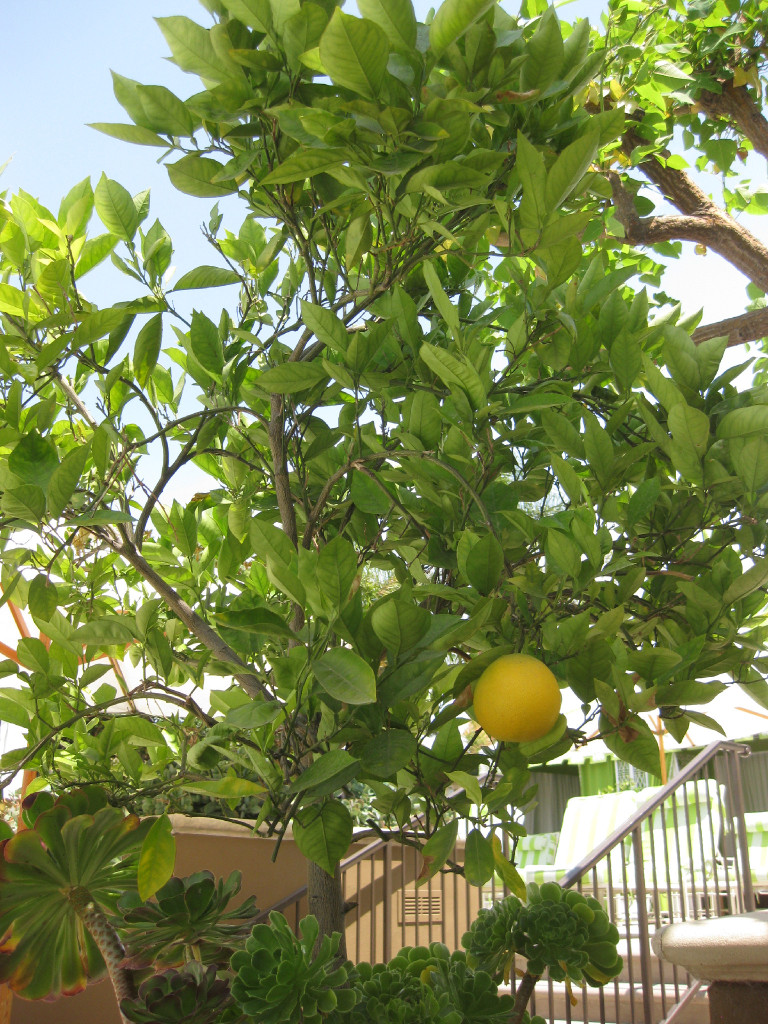 Lemon Tree, Very Pretty | Wendy Brandes Jewelry Blog